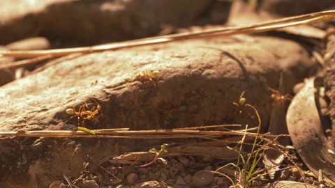 Rocks With Crawling Fire Ants In Wildern... | Stock Video | Pond5