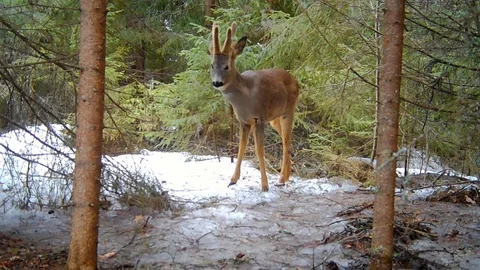Roe deer buck scratching his head on a s... | Stock Video | Pond5