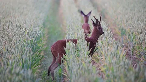 Roebuck with a female in the background ... | Stock Video | Pond5