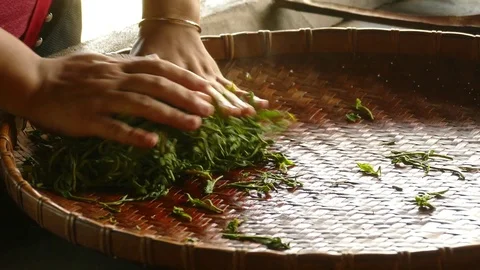 Rolling tea leaves by hand on a threshin... | Stock Video | Pond5