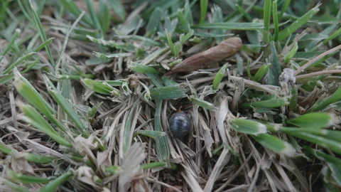 Slater Bug Stock Video Footage | Royalty Free Slater Bug Videos | Pond5