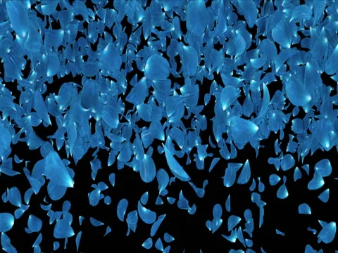 Romantic Dark Blue Rose Flower Petals Fa... | Stock Video | Pond5