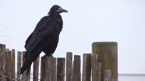 Rook (Corvus frugilegus) - Bird Preening... | Stock Video | Pond5