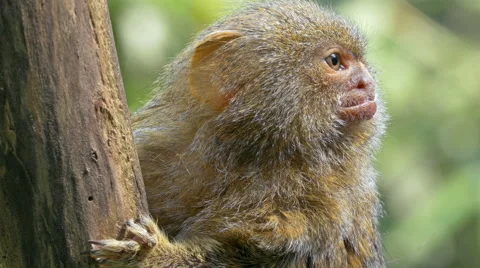 Roosmalens' dwarf marmoset (Callibella h... | Stock Video | Pond5