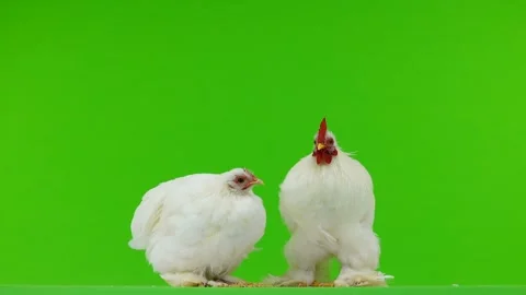 Chicken Screen Stock Footage ~ Royalty Free Stock Videos | Pond5