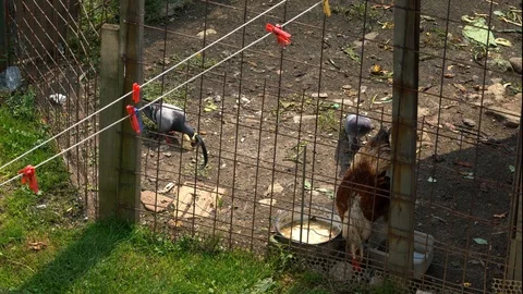 Rooster The Pigeons Stock Videos – Royalty-Free HD & 4K Videos