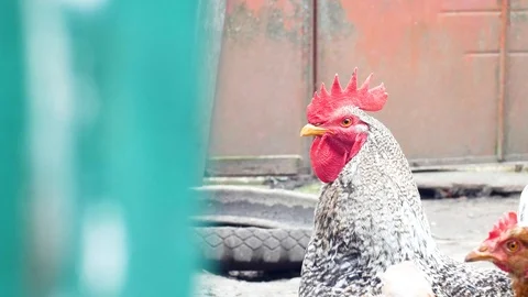 Rooster Fight Video Stock Videos – Royalty-Free HD & 4K Videos | Pond5