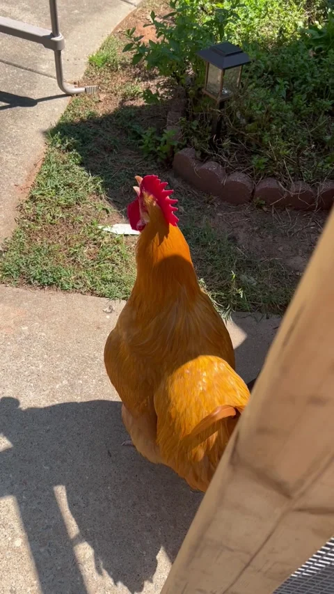 Rooster Crow | Stock Video | Pond5