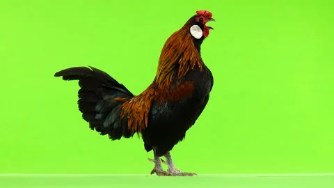 Rooster Crowing Green Screen Stock Videos – Royalty-Free HD & 4K Videos ...