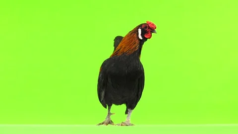 Rooster Crowing Green Screen Stock Footage ~ Royalty Free Stock Videos ...