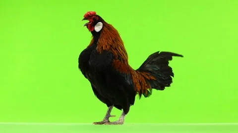 Rooster Crowing Green Screen Stock Videos – Royalty-Free HD & 4K Videos ...