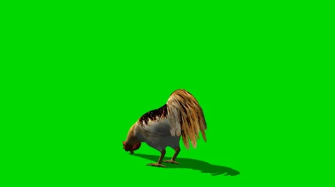 Rooster Green Screen Stock Videos – Royalty-Free HD & 4K Videos | Pond5