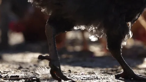 rooster feet moving | Stock Video | Pond5