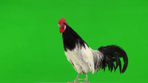 rooster flaps its wings and sings on a g... | Stock Video | Pond5