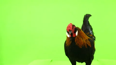 Rooster goes to the distance from the ca... | Stock Video | Pond5
