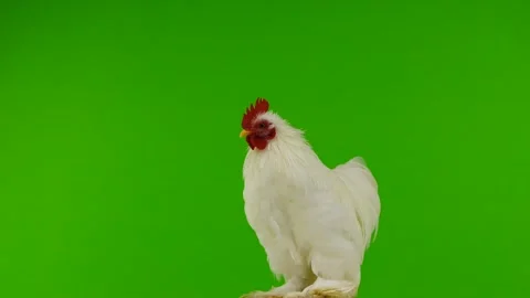 rooster on green screen | Stock Video | Pond5