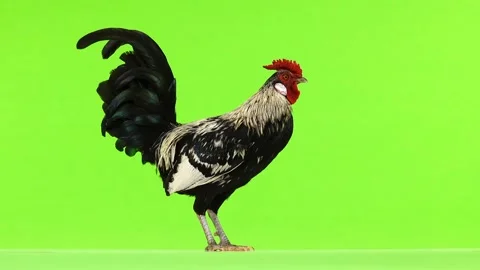 Rooster on green screen | Stock Video | Pond5