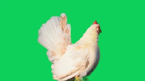 rooster on a green screen | Stock Video | Pond5