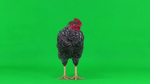Rooster Green Screen Stock Footage ~ Royalty Free Stock Videos | Pond5