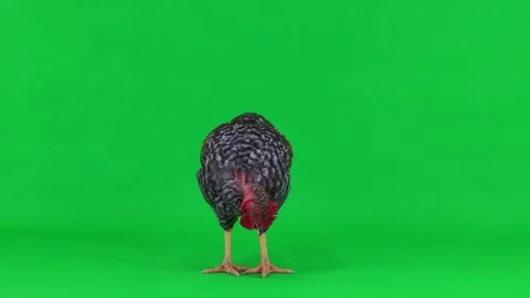Rooster Green Screen Stock Footage ~ Royalty Free Stock Videos | Pond5