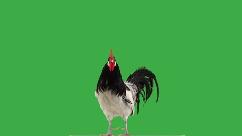 Rooster Green Screen Stock Footage ~ Royalty Free Stock Videos | Pond5