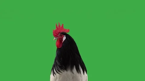 Rooster Green Screen Stock Footage ~ Royalty Free Stock Videos | Pond5