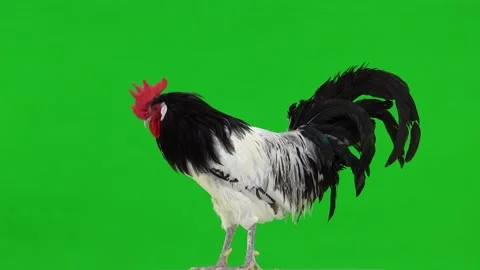 Rooster Green Screen Stock Videos – Royalty-Free HD & 4K Videos | Pond5
