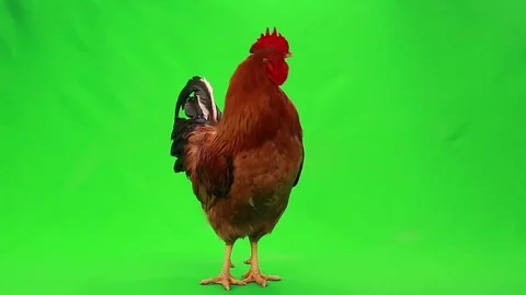 Rooster Green Screen Stock Footage ~ Royalty Free Stock Videos | Pond5