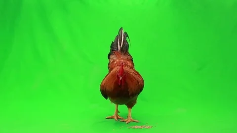 Rooster Green Screen Stock Footage ~ Royalty Free Stock Videos | Pond5