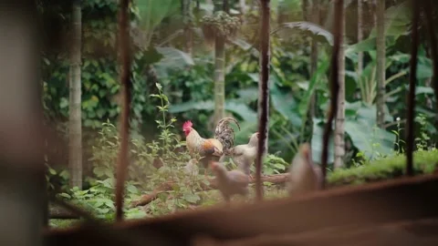 Rooster with hens in tropical forest. Fr... | Stock Video | Pond5