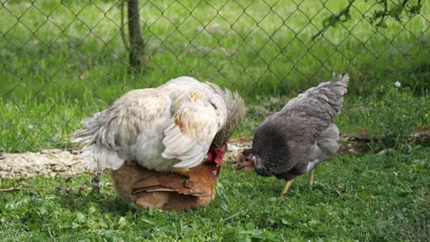 rooster mating with young hen on free-ra... | Stock Video | Pond5