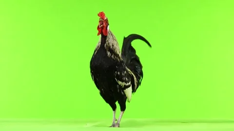 Rooster moves along the camera and crowi... | Stock Video | Pond5