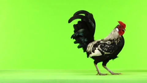 Rooster moves along camera on green scre... | Stock Video | Pond5