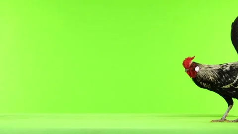 Rooster moves along camera on green scre... | Stock Video | Pond5