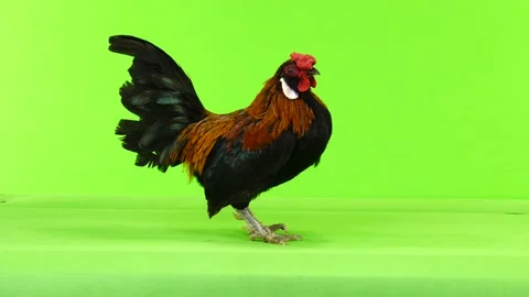 Rooster moves along the camera on a gre... | Stock Video | Pond5