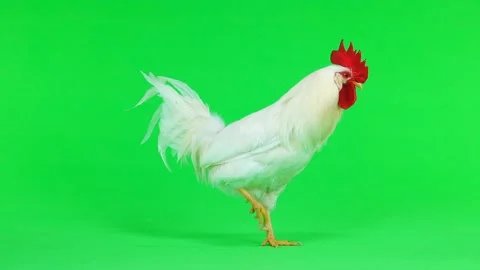 Rooster Green Screen Stock Footage ~ Royalty Free Stock Videos | Pond5