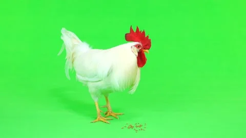 Rooster Green Screen Stock Videos – Royalty-Free HD & 4K Videos | Pond5
