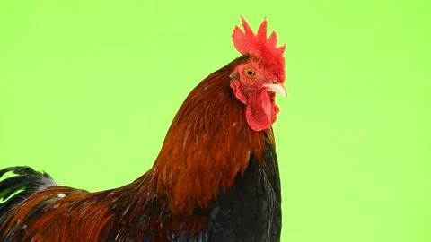 rooster portrait on green screen | Stock Video | Pond5
