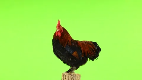 rooster rotates on green screen | Stock Video | Pond5