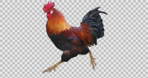Rooster running. Animal isolated and inc... | Stock Video | Pond5