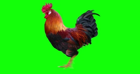 Rooster running. Animation is cyclic and... | Stock Video | Pond5