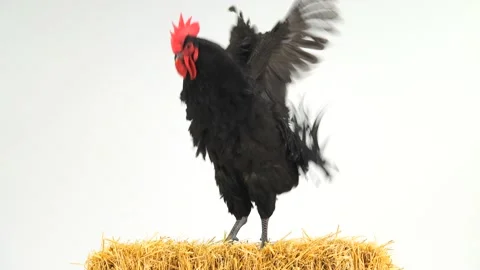 Hay Rooster Stock Video Footage | Royalty Free Hay Rooster Videos | Pond5