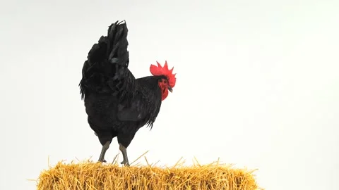 Hay Rooster Stock Video Footage | Royalty Free Hay Rooster Videos | Pond5