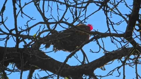 rooster on a tree on blue sky background | Stock Video | Pond5