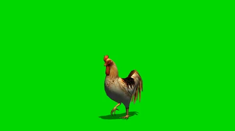 Green Screen Animal Stock Videos – Royalty-Free HD & 4K Videos