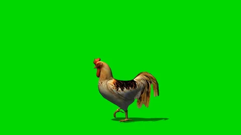 Rooster Green Screen Stock Videos – Royalty-Free HD & 4K Videos | Pond5