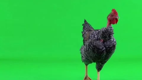 rooster walking on a green screen | Stock Video | Pond5