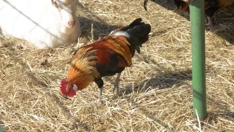 Hay Rooster Stock Video Footage | Royalty Free Hay Rooster Videos | Pond5