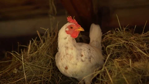 Hay Rooster Stock Video Footage | Royalty Free Hay Rooster Videos | Pond5