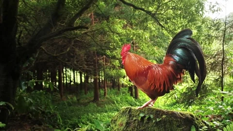 The Wild Rooster Stock Videos – Royalty-Free HD & 4K Videos | Pond5